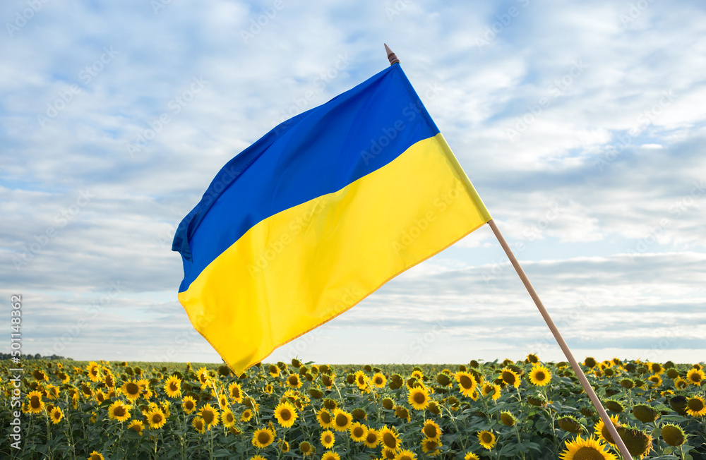 large satin flag of Ukraine in yellow and blue colors against ...