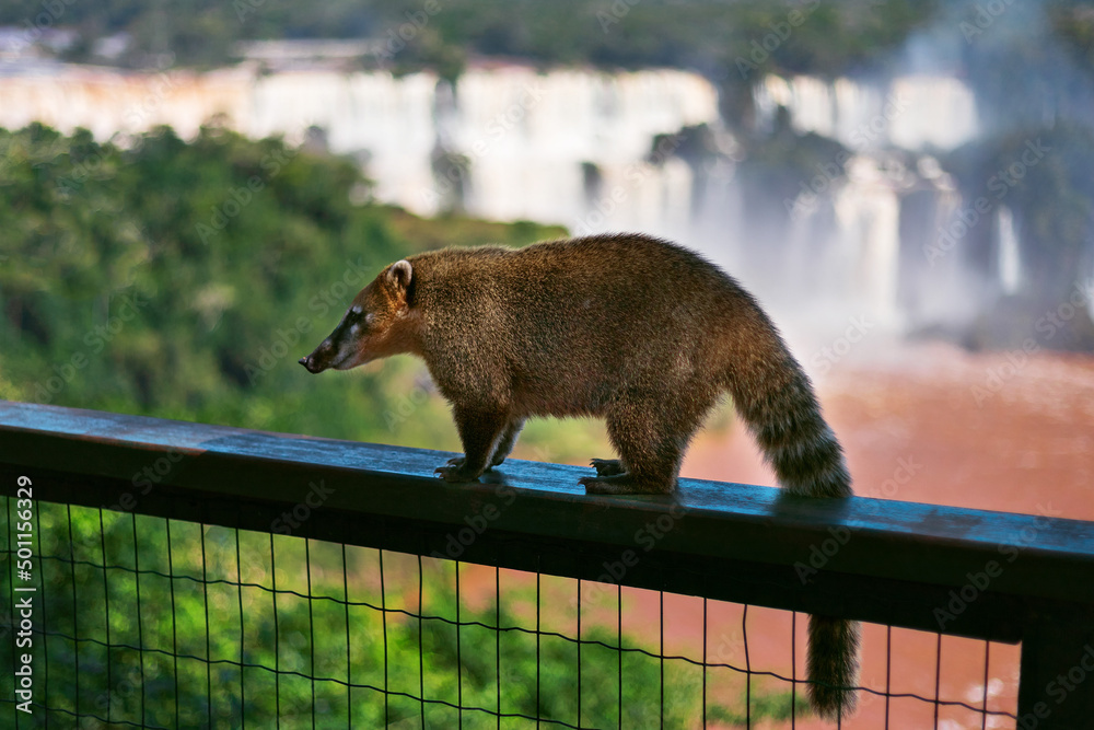 coati walking on the fence with the background of iguazu falls and ...