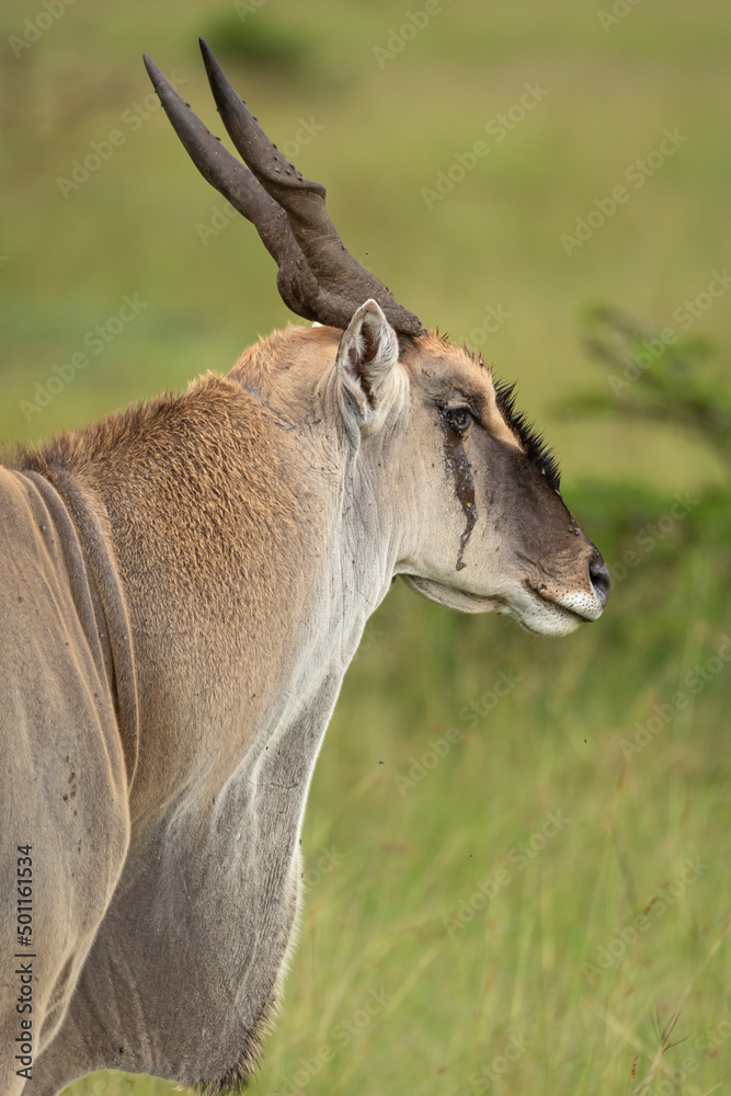 Eland bull, the biggest antelope in the African bush with eye injury ...