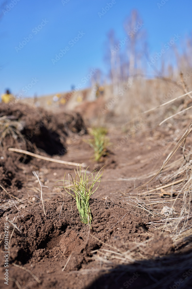 Afforestation and regrow forests. Young pine planted regrowth on plot ...