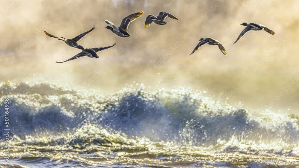 Ducks flying low over turbulent waters, seamless loop. This is a ...