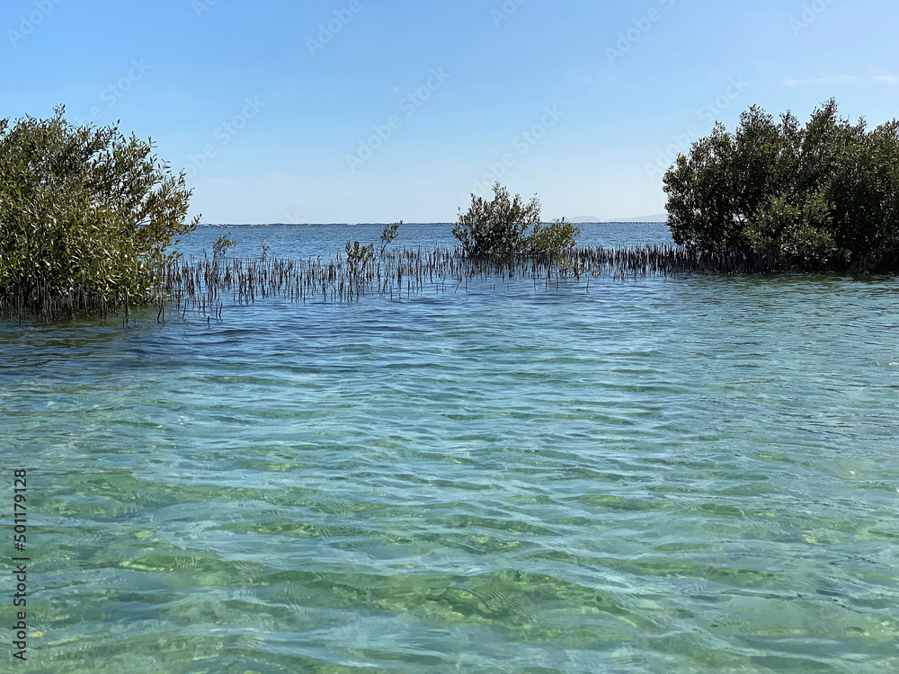 Mangroves in salt water of the Red Sea. Nabq protected area near Sharm ...