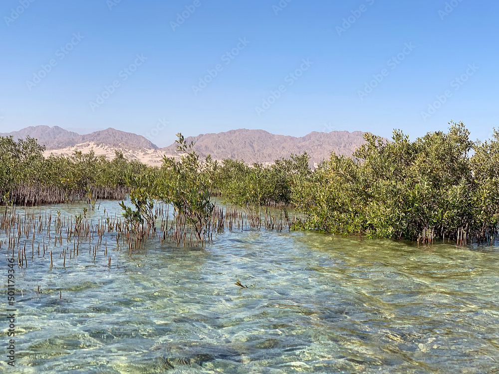 Mangrove grove in salt water of the Red Sea. Nabq protected area near ...