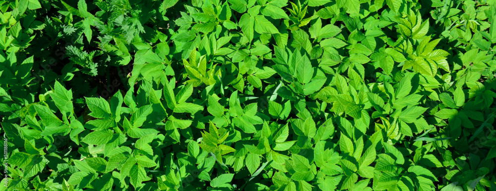Green Grass Texture Background Grass Garden Concept Used For Making Green Background Football