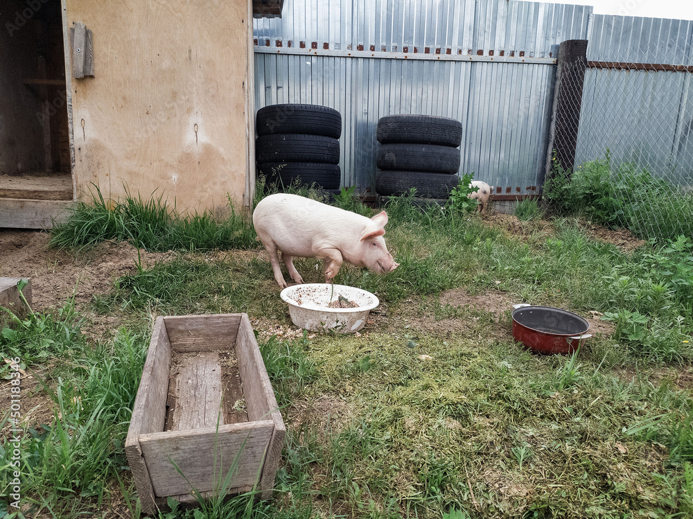 A pig on the green grass near the bowls. Pigs on the farm. Happy pigs ...
