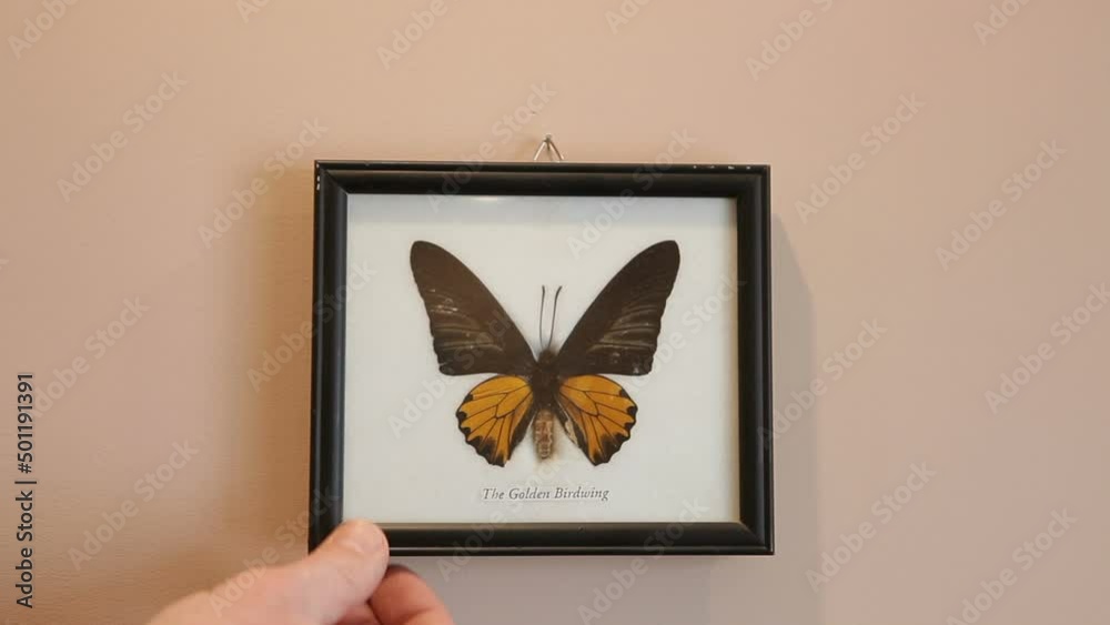 Vidéo Stock Large tropical dried butterfly in a frame under glass ...