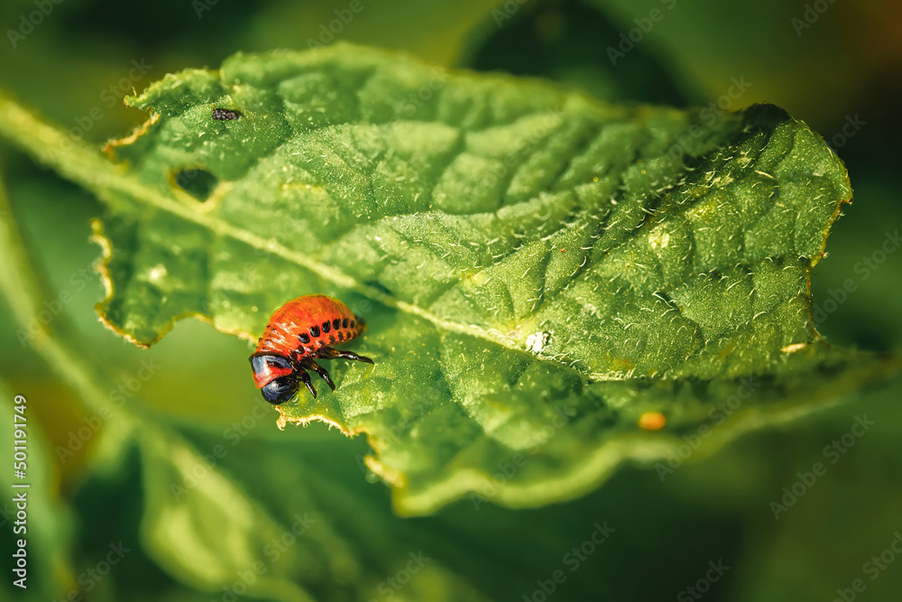 Larva of colorado potato beetle. 3rd instar stage of larva ...