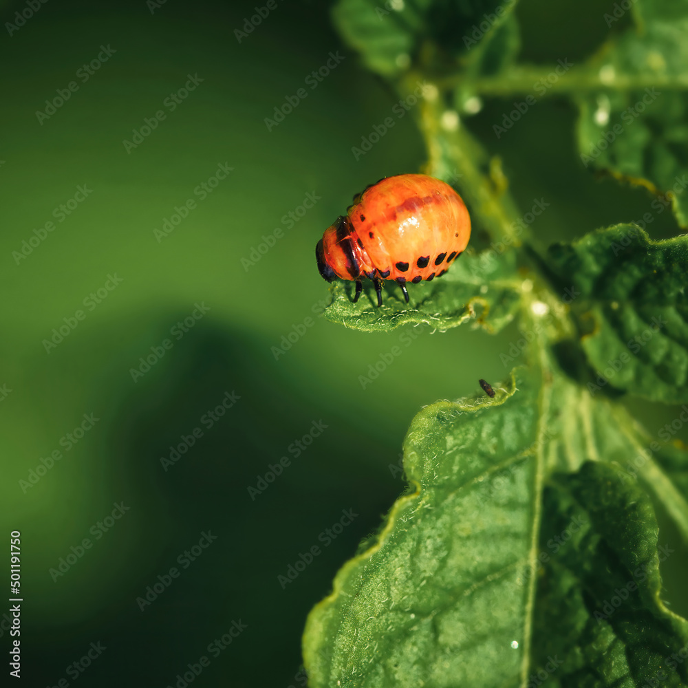 Colorado potato beetle macro. 4th instar stage of larva. Leptinotarsa ...