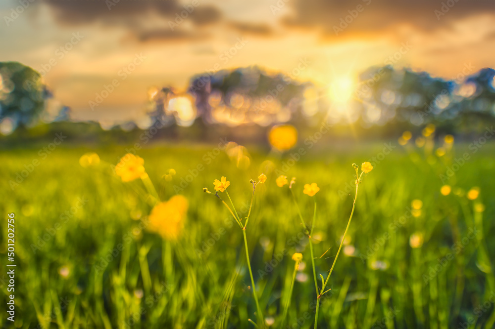 Field Of Yellow Flowers Sunset