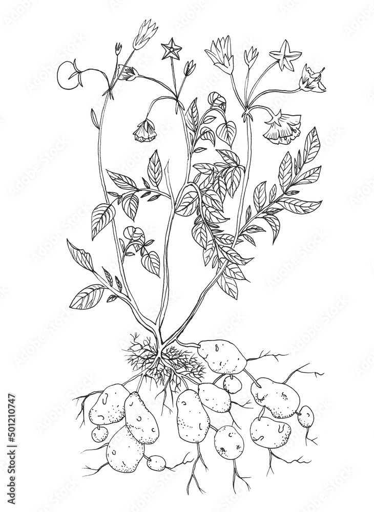 Potato plant with leaves, tubers and flower.Ink sketch isolated on ...