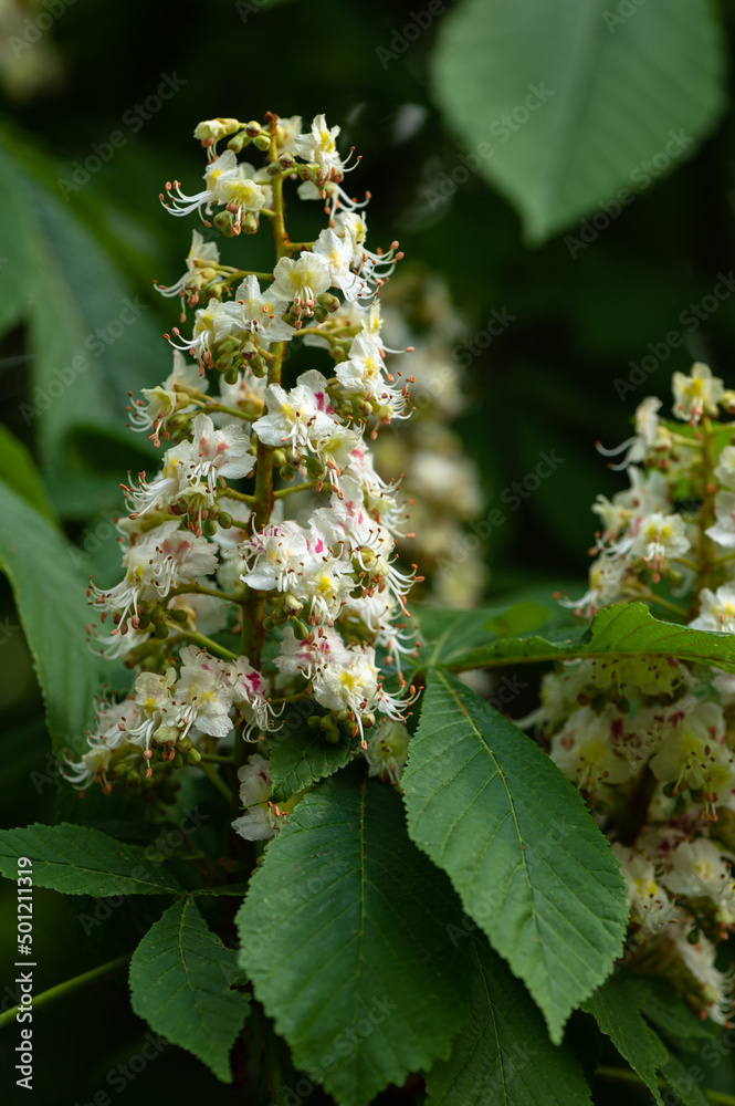 Aesculus hippocastanum - Horse chestnut - Marronnier commun ...