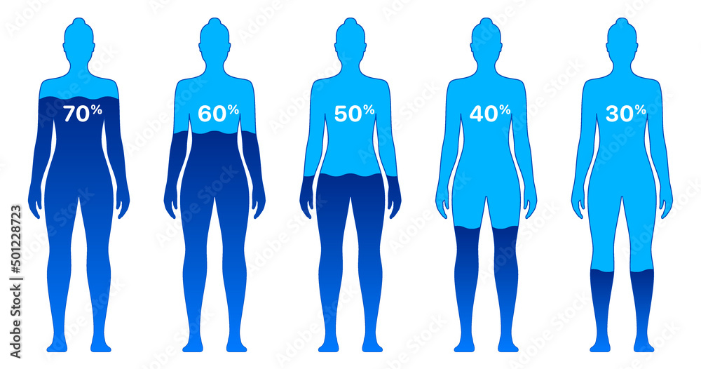 Female body with different water level percentages, isolated on white ...