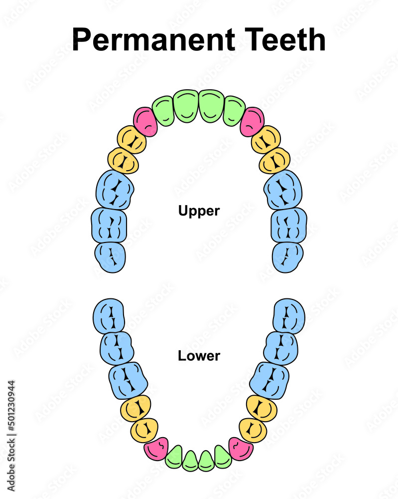 Scientific Designing of Human Permanent Teeth. Dental Jaw And Tooth ...