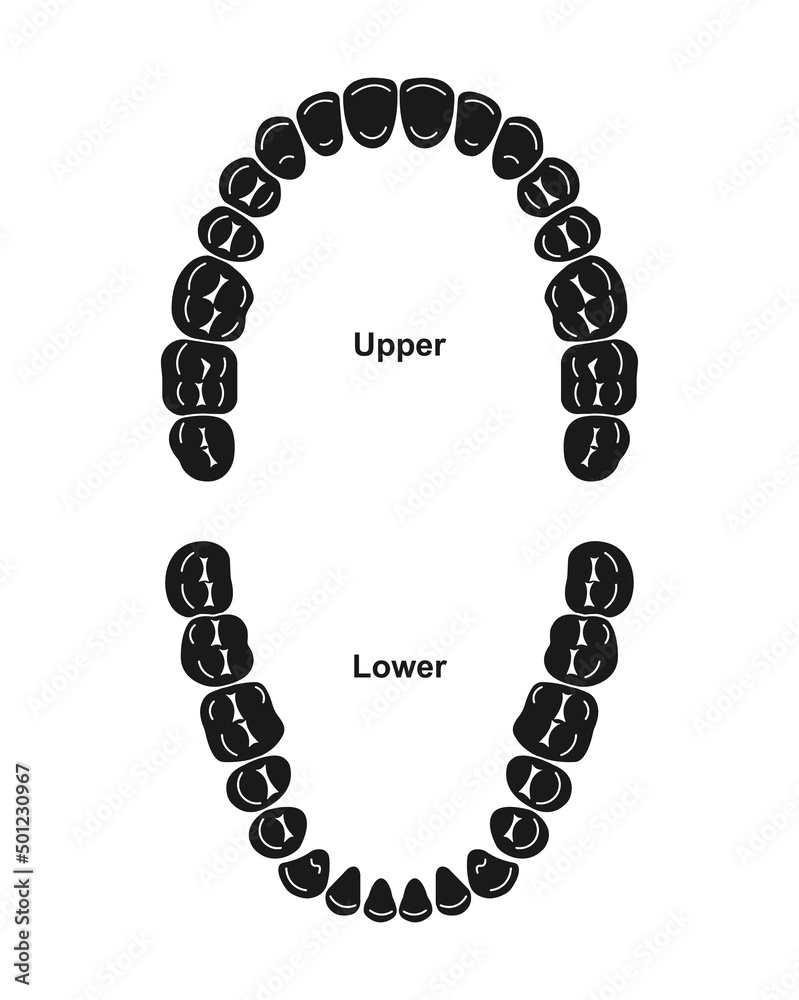 Human Tooth Chart Stock Vector Illustration Of Teeth