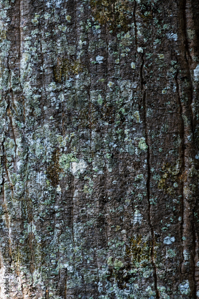 Tree bark texture. Reminiscent of rustic wood with some imperfections ...