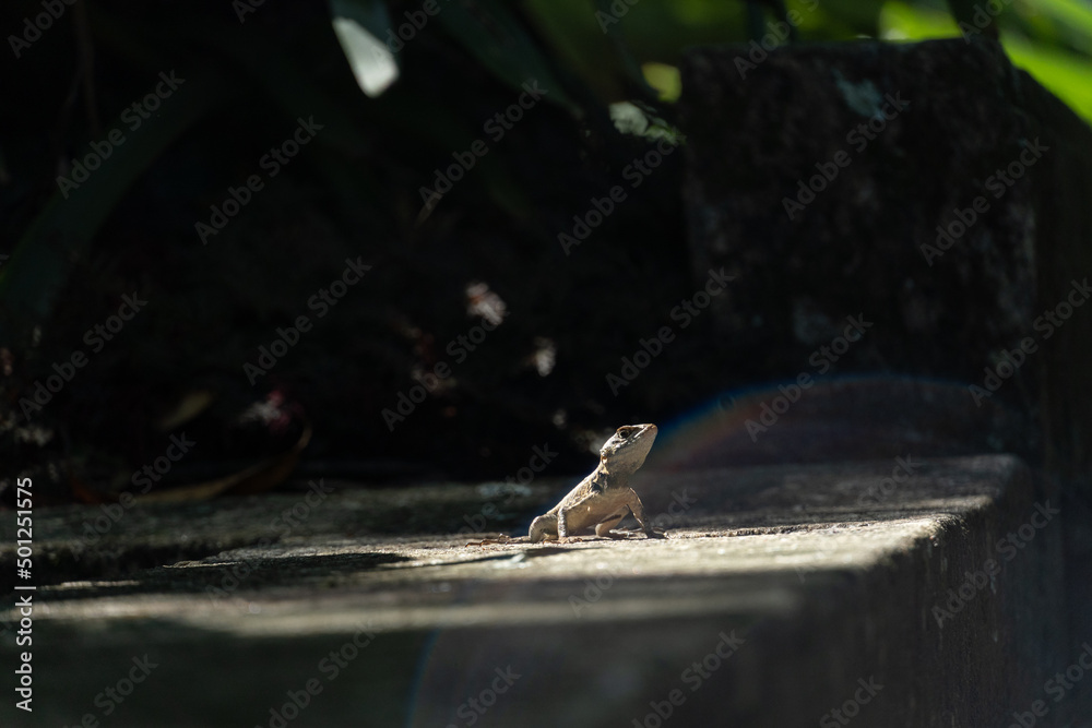 Beautiful Calango lizard free in nature in the park in Rio de Janeiro ...