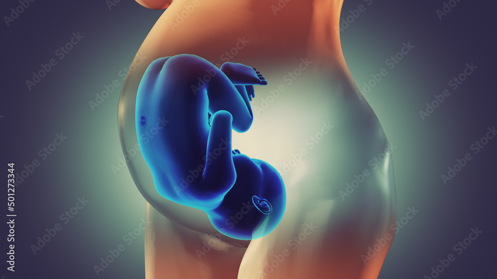 Human Fetus Baby in Womb Anatomy Stock Illustration | Adobe Stock