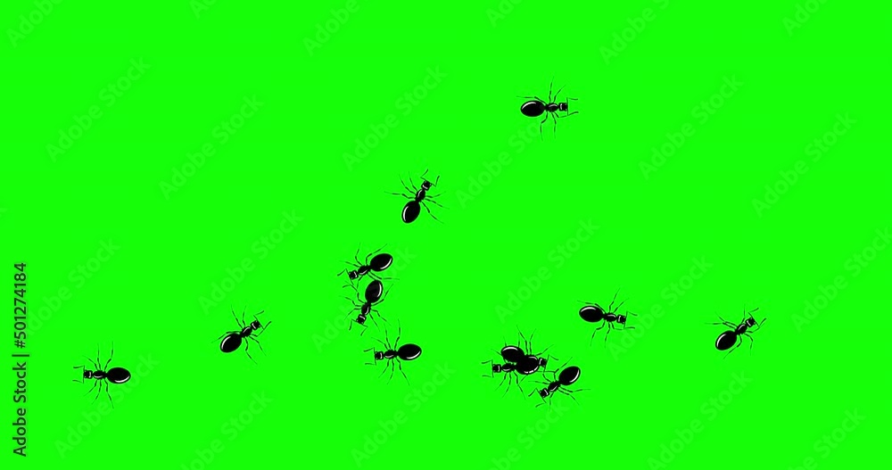 Stockvideo Black Ants. Swarm ants quickly crawls across green screen ...