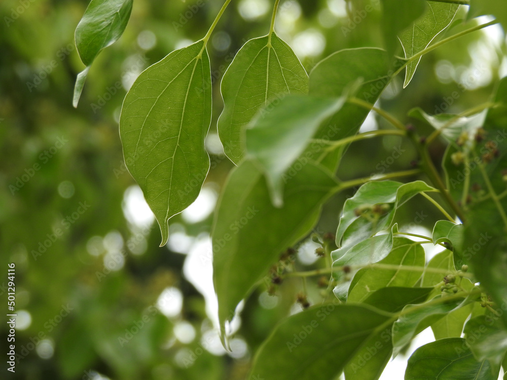 A close up shot of camphor laurel leaves. Cinnamomum camphora is a ...