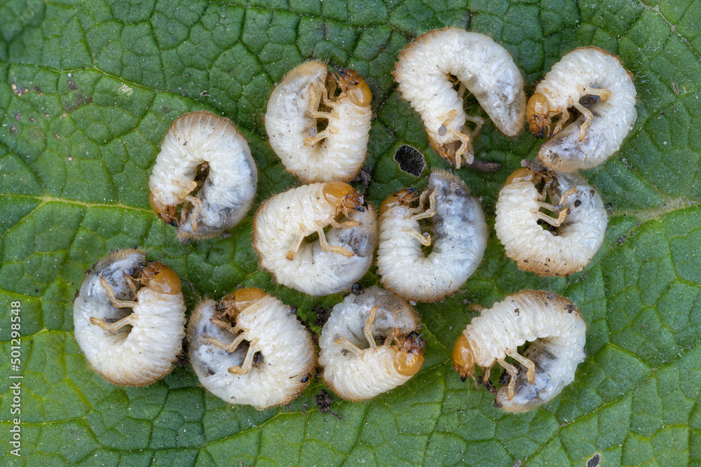 Excavated larvae grubs of the garden chafer beetle, June bug larvae ...