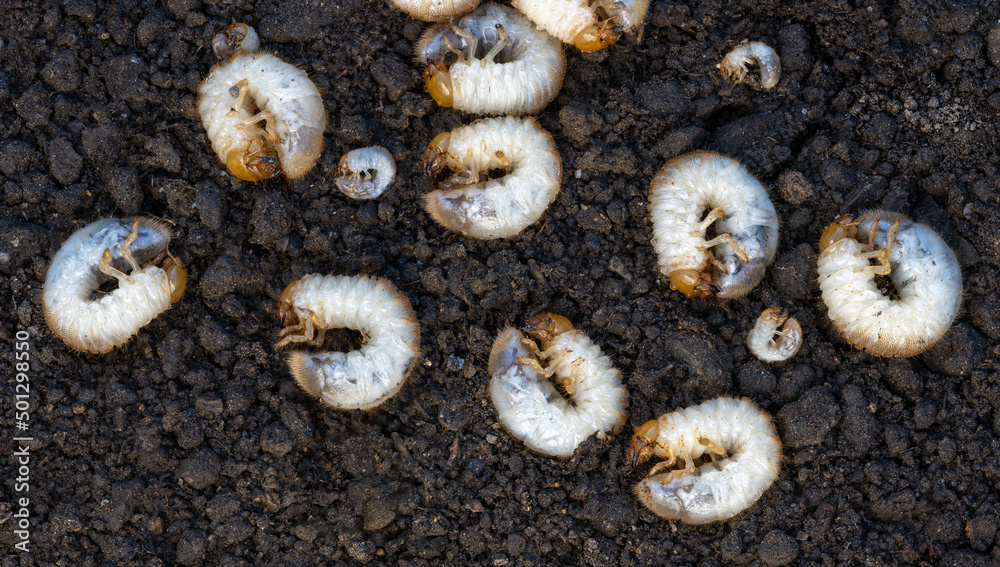 The larva of a chafer beetle, June bug, June Beetle, larva of a Garden ...