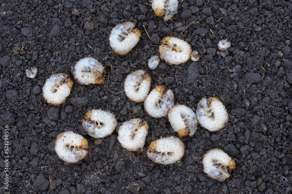 Excavated larvae grubs of the garden chafer beetle, The larva of a ...