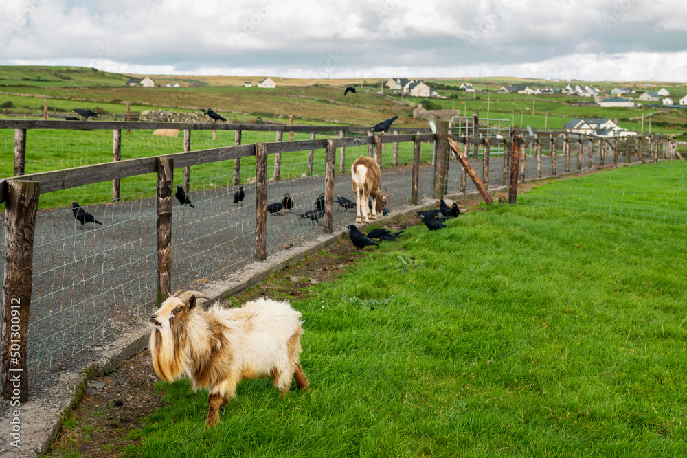 Scene in an open farm or zoo. Funny looking goat and pack of crow ...