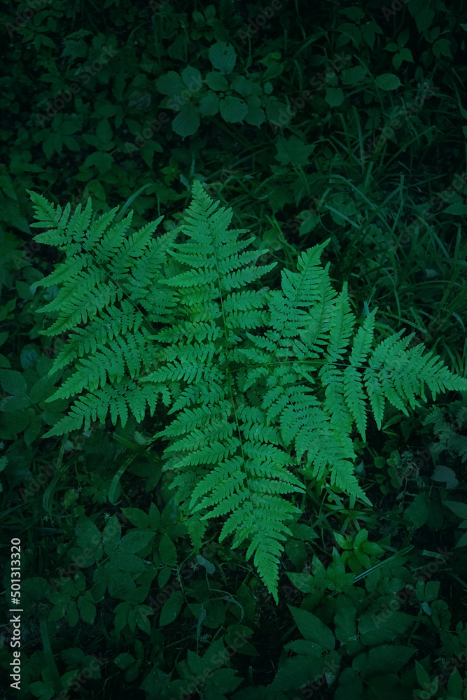 Green fern leaves texture on dark natural forest background. fern ...