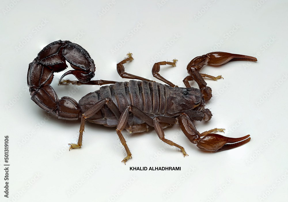 Arabian fat-tailed scorpion, is a species of dangerous scorpion usually ...