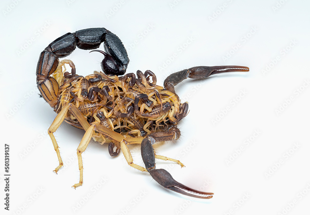 Hottentotta Jayakari