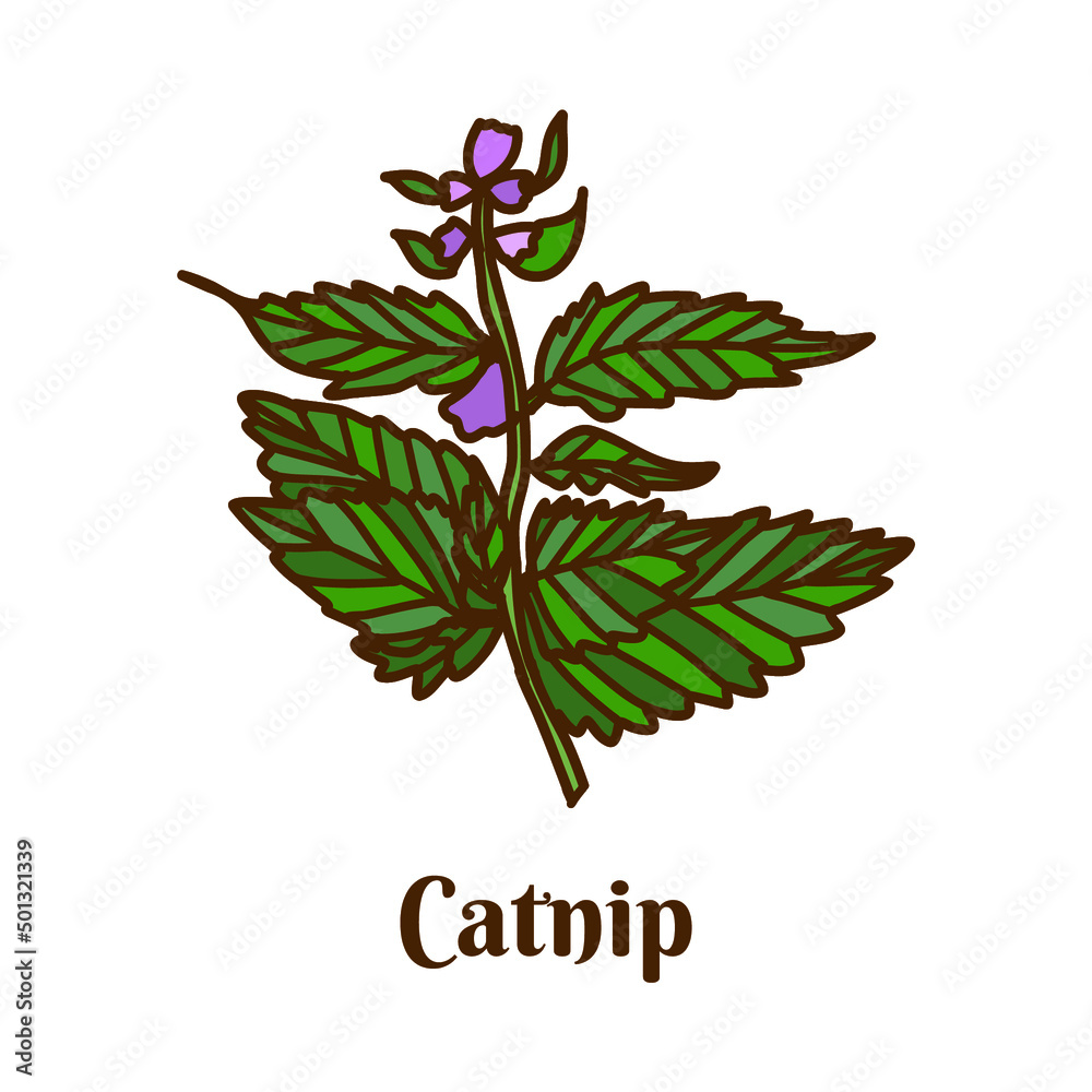 Hand drawn vector illustration of catnip isolated on white background ...