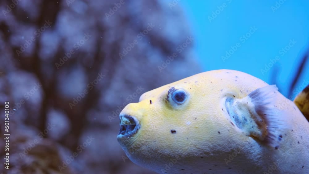 Puffer fish Yellow exotic fish swims underwater in the sea. Aquarium of ...