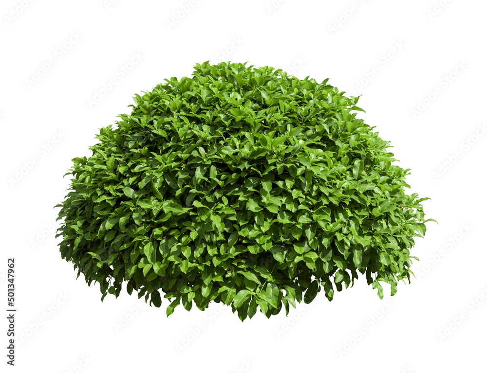 Tropical plant bush shrub tree isolated on white background with ...