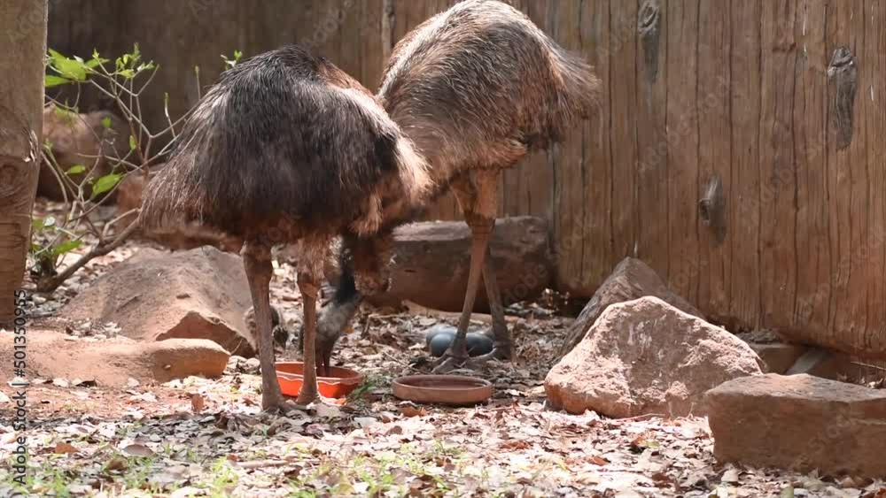 Giant flightless native Australian emu living in the zoo.Emu is busy ...