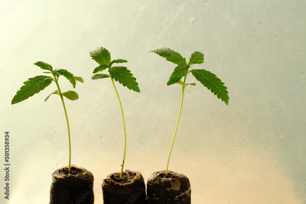 Cannabis Seed Starting with Coconut Coir Pellets. Marijuana growing ...