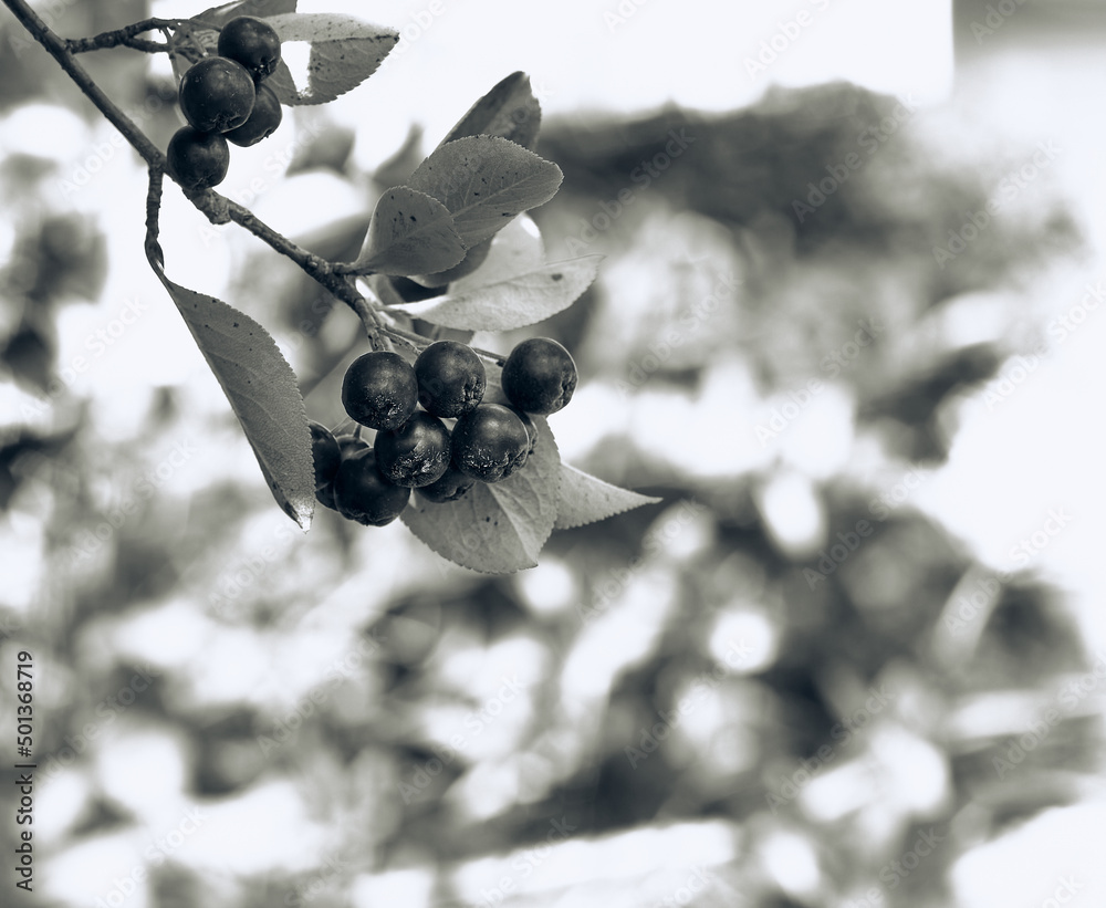 Aronia berries (Aronia melanocarpa, Black Chokeberry) bunch Aronia melanocarpa hanging on a tree ...