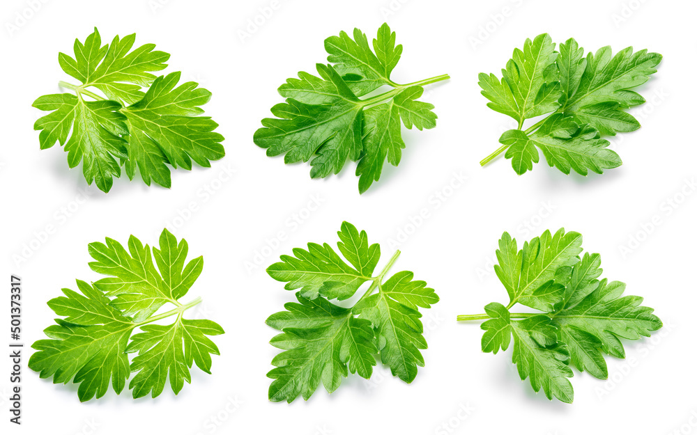 Types Of Parsley Leaves