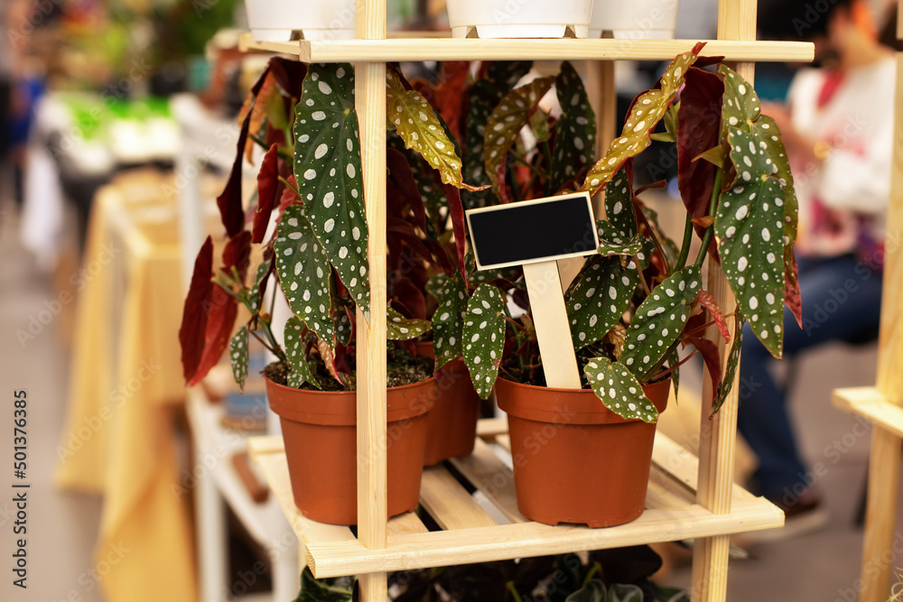 Tropical begonia maculata plant with beautiful spots pattern in flower ...