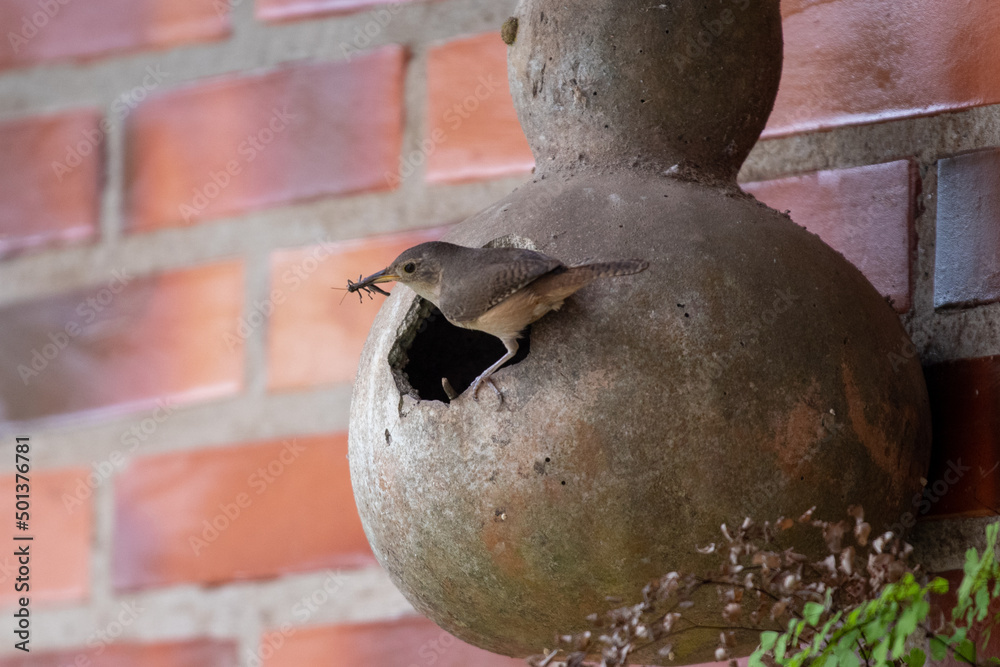 Brazilian bird (João de Barro) taking food to its chicks in its nest ...