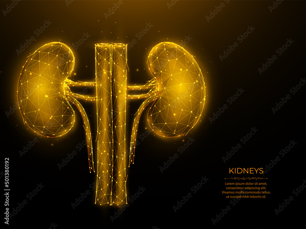Polygonal vector illustration of human kidneys on a dark background ...