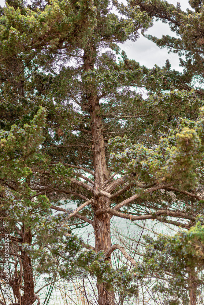 Vertical shot of tall pine trees in the forest in Libertyville ...