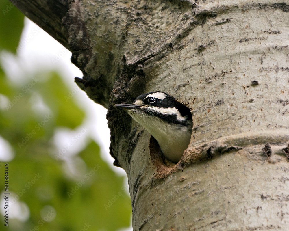 Woodpecker Photo Stock. Baby bird head out of its nest hole home ...