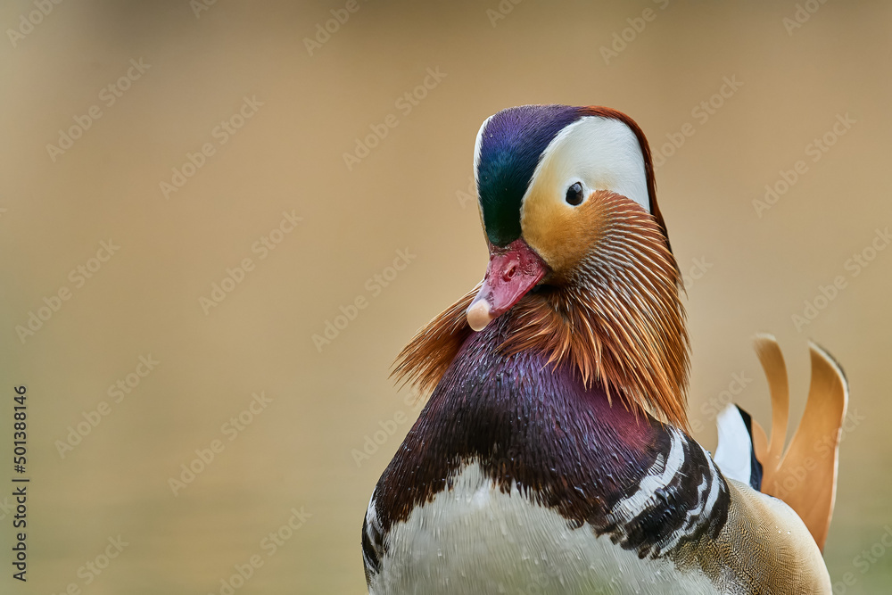 Mandarin duck is a perching duck species native to the East Palearctic ...