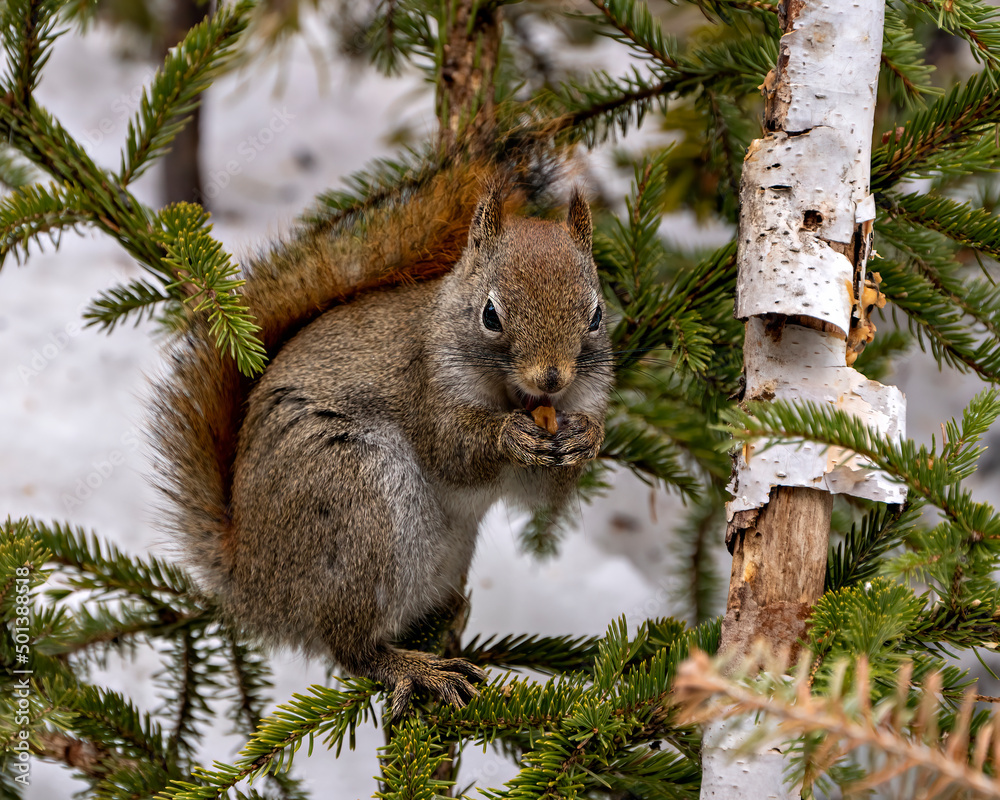 Squirrel Photo and Image. Sitting on a coniferous tree and eating a nut ...