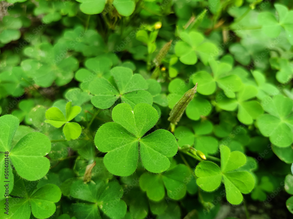four-leaf clover is a rare variation of the common three-leaf clover ...