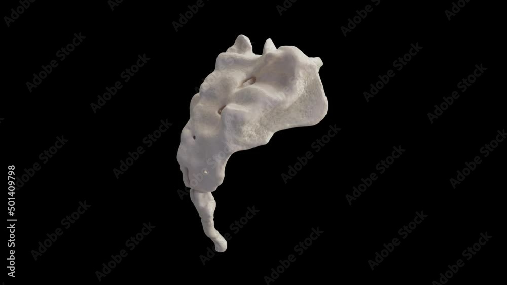3d rendered illustration of the sacrum, illustration of human skeleton ...