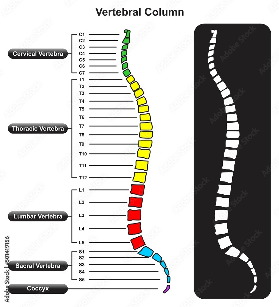 Photo & Art Print Vertebral column anatomy infographic diagram with ...