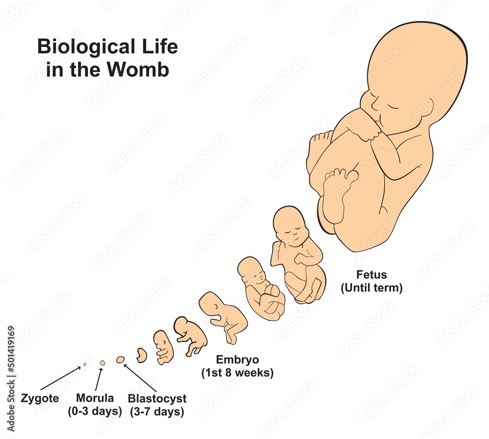 Biological life in the womb infographic diagram fetus development ...