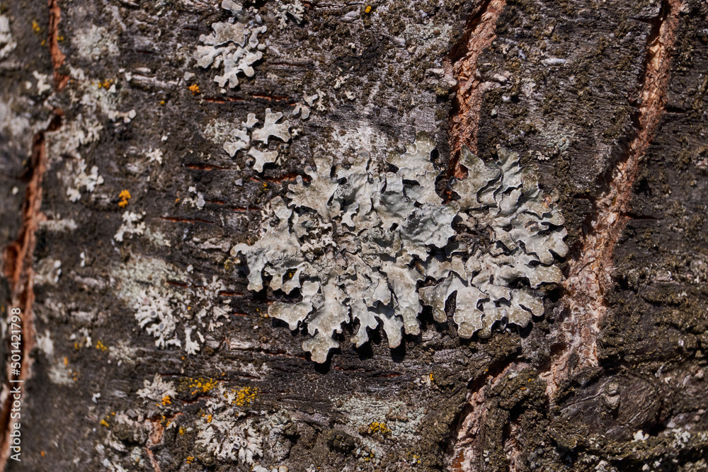 Parmelia sulcata (lat. Parmelia sulcata) - type of lichen genus ...