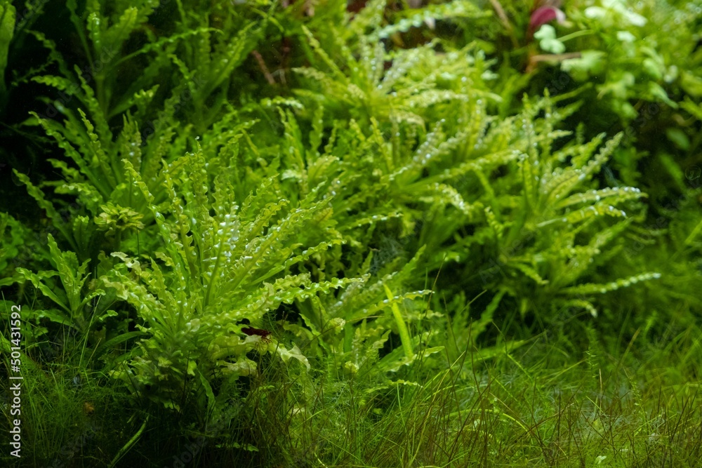 green aquatic plants grow in freshwater ryoboku aquascape, clean Amano ...